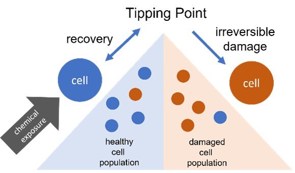 Innovative Methods for Virtual and Complex Tissue Modeling | US EPA